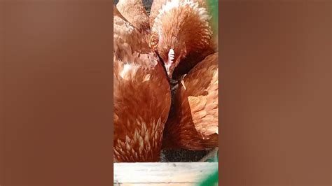 КУРИЦЫ ЕДЯТ БЕГАЮТ НЕСУТСЯ Youtube