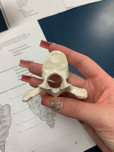 Biology Lab Practical 2 Flashcards Quizlet