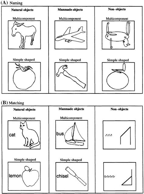 Examples Of The Stimuli Used During A Naming And B Matching Download Scientific Diagram