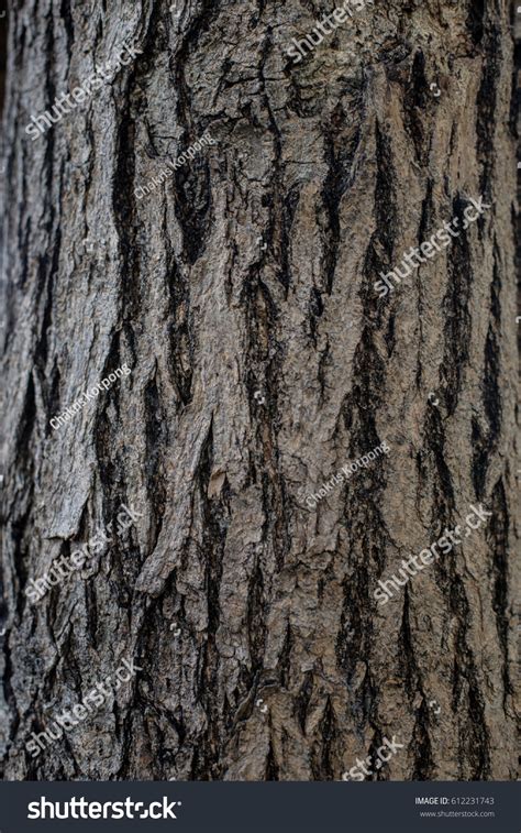 Tree Texture Seamless Stock Photo Shutterstock