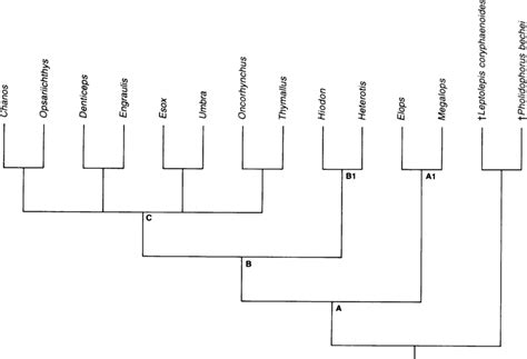 Hypothesis Of Phylogenetic Relationships Of Primitive Extant Teleosts Download Scientific