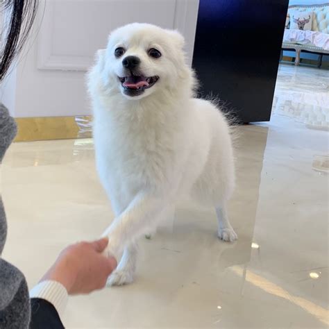 고양이무료분양 포메라니안분양 이탈리안그레이하운드분양가 반려견 스코티시폴드분양 불독 부산강아지분양 폼피츠 아쿠 강아지배변훈련 도그마루 홈스쿨 강아지훈련소 강아지입질