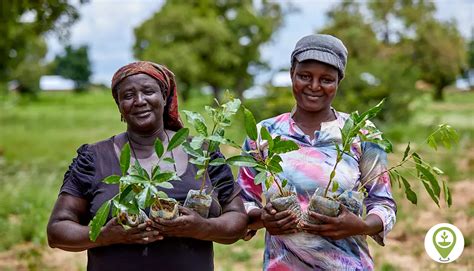 How Tree Planting Engages And Empowers Women EcoMatcher