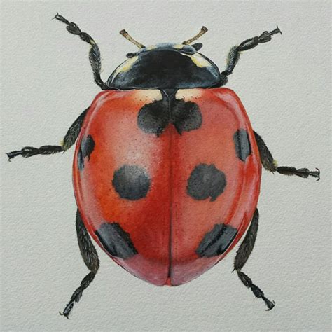Ladybug Reference Photos For Artists Insect Collection Music Bird Tattoos