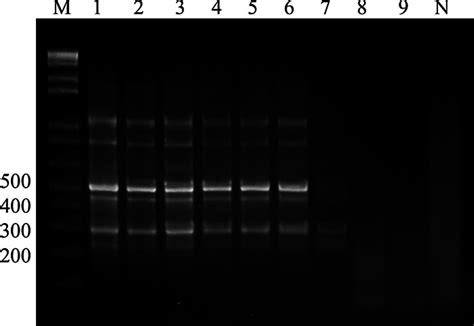 Sensitivity Of The Single Tube Nested Pcr For Detection Of P Download Scientific Diagram