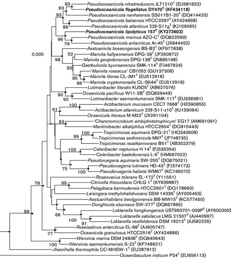 Neighbour Joining Phylogenetic Tree Based On 16s Rrna Gene Sequences Download Scientific