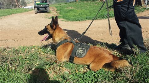 K9 Training 1 Ark Ministry