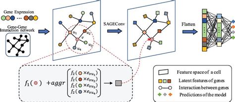 single cell type prediction using graph learning on molecular