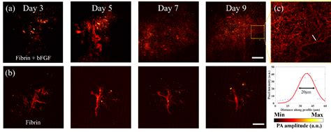 Longitudinal Monitoring Of Angiogenesis Optical Imaging Laboratory