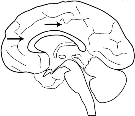 Ventral Portions Of The Anterior Cingulate Have Been Active In Various Download Scientific