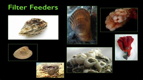 What Are Filter Feeders At Todd Reno Blog