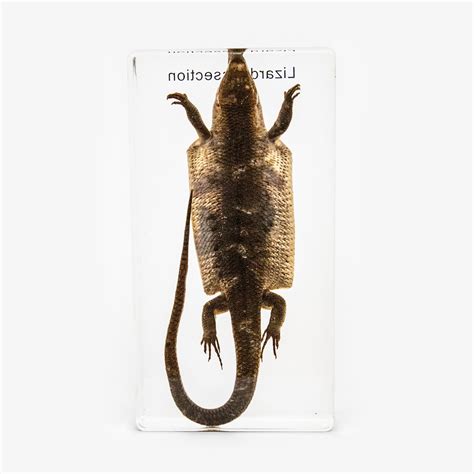 Lizard Dissection Resin Anatomical Model Ballyhoo Curiosity Shop