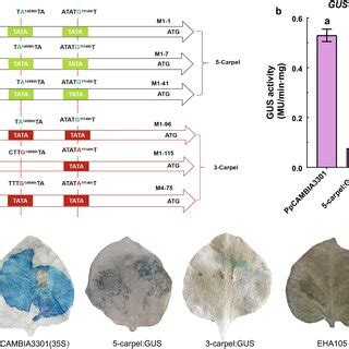 CmCLV3 Promoter Alignment And Activity Analysis A Three Mutations In Download Scientific