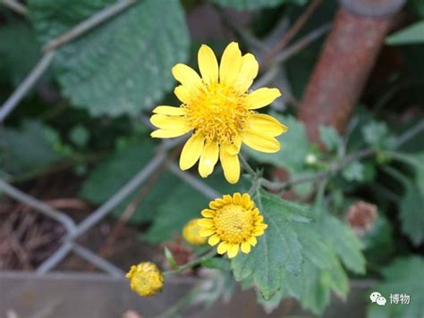 代表高洁的菊花怎么变成了祭奠之花 知乎