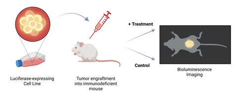 Cell Culture Mouse Xenograft At Bernardo Johnson Blog