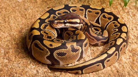 top 50 most popular ball python morphs and colors with pictures