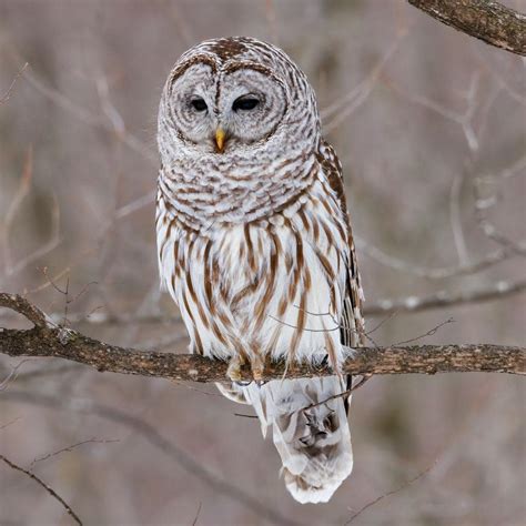 Barred Owl Symbol Meaning Wisdom Mystery And Spiritual Guidance