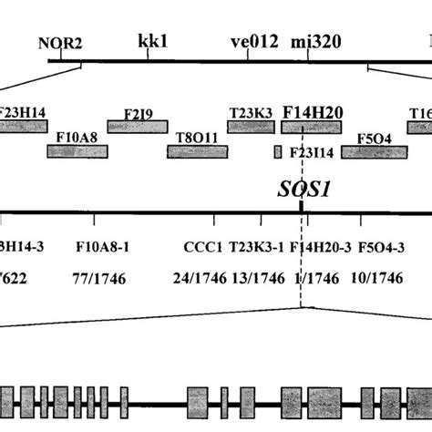 Positional Cloning Of The Sos1 Gene A Genetic And Physical Mapping Download Scientific