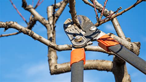 How And When To Prune A Peach Tree 3 Ways Time To Do It