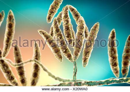 Computer Illustration Of Conidia Asexual Spores From A Fusarium Sp Stock Photo 133439670 Alamy