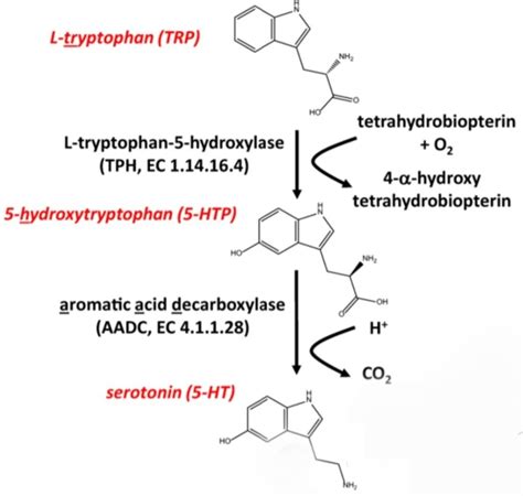 Serotonin Synthesis