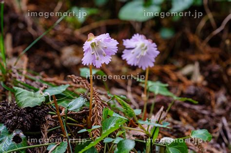 富山舟戸イワウチワ群生地 栃木県那珂川町の春の景色の写真素材 237289006 イメージマート