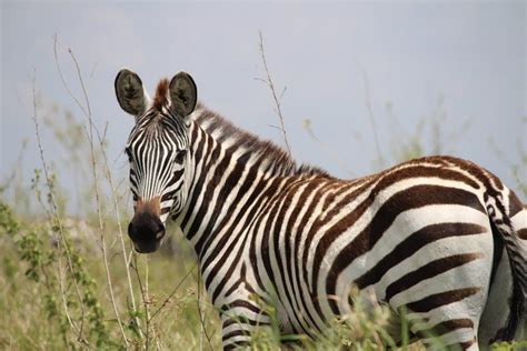 Zebra Zd410 Manual Download Printer Guide And Instructions