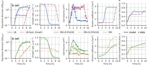 Bacterial Cell Size Modulation Along The Growth