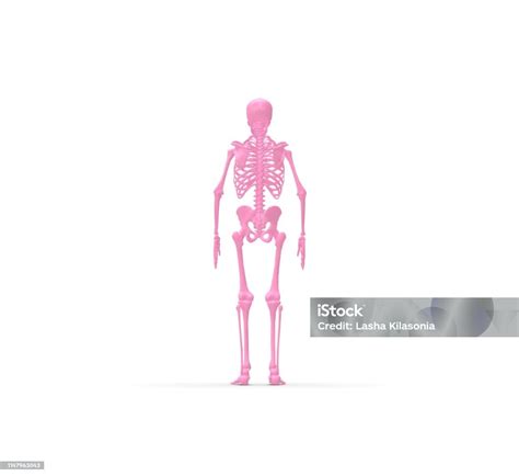 인체 해부학 뼈대 3d 렌더링 인체에 대한 스톡 사진 및 기타 이미지 인체 일러스트레이션 0명 Istock