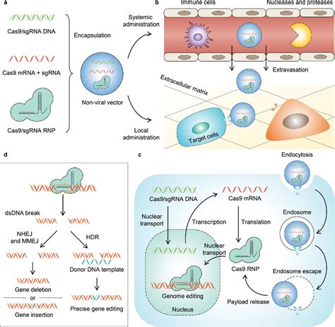Figure 1 From External Stimuli Responsive Nanoparticles For Spatially And Temporally Controlled