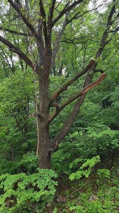 내팔내놔 다리내놔 돌려줘라 자연파괴 참나무 가지 다래덩쿨 뿌리 소나무 가지 잘린 현장 Youtube
