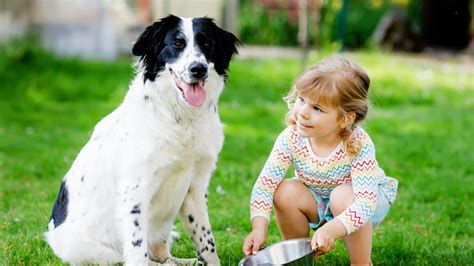 Кинолог назвала неподходящих собак для молодых семей с детьми Новости Дети Mail