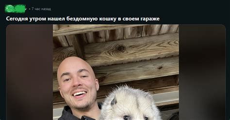 Бездомная кошка Пикабу