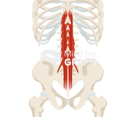 Free Sacral Multifidus Muscle Icons Symbols Pictures And Images