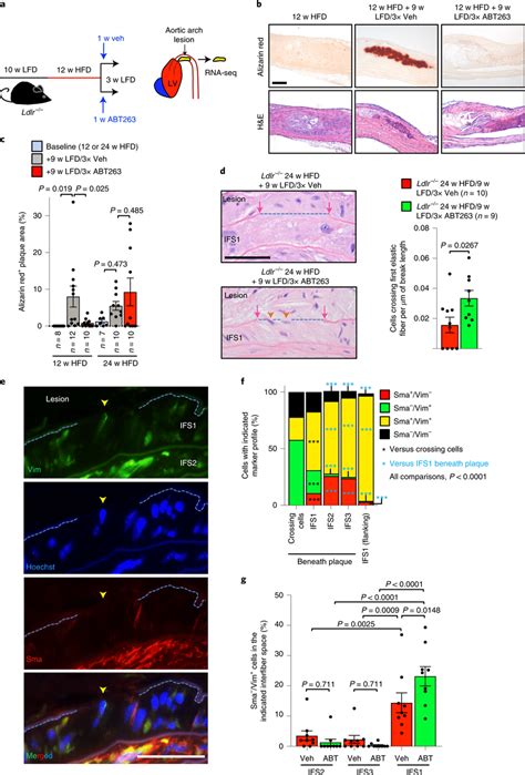 Sncs Inhibit Promigratory Switching And Neointimal Recruitment Of Download Scientific Diagram