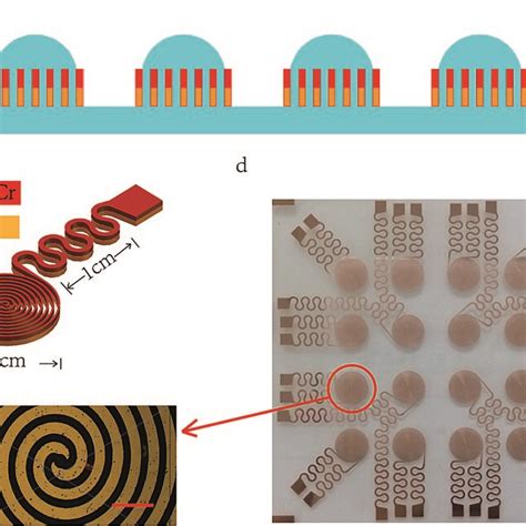 cross sectional schematic of the cis sensor a formation of the download scientific diagram