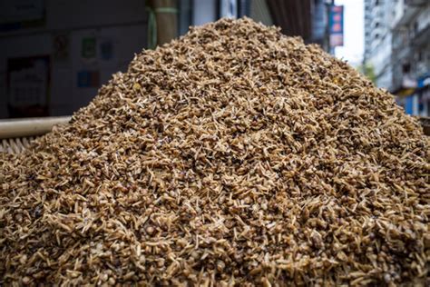高粱酒糟图片素材 高粱酒糟设计素材 高粱酒糟摄影作品 高粱酒糟源文件下载 高粱酒糟图片素材下载 高粱酒糟背景素材 高粱酒糟模板下载 搜索中心