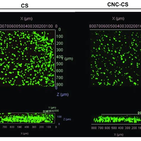 In Vitro Cell Viability Of Mc3t3 E1 Cells In Injectable Hydrogel