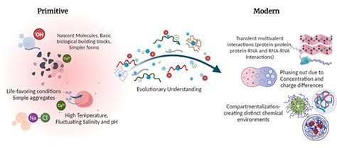 Liquid Liquid Phase Separation A Closer Step To Understanding Life Origin And Evolution Elsi