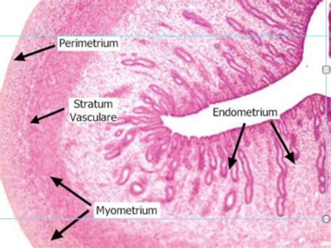 Myometrium Histology