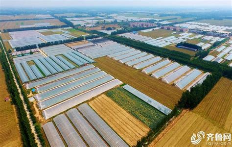 茌平耿店村 百座蔬菜大棚包裹下的新农村 山东频道 凤凰网