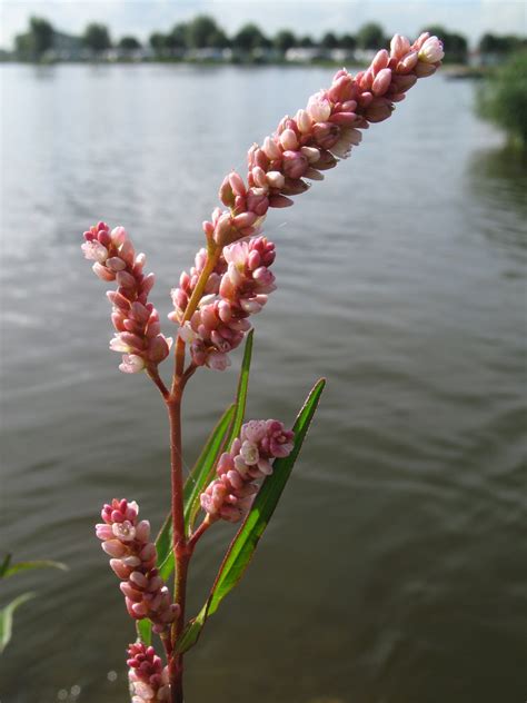Polygonum Lapathifolium Pale Persicaria