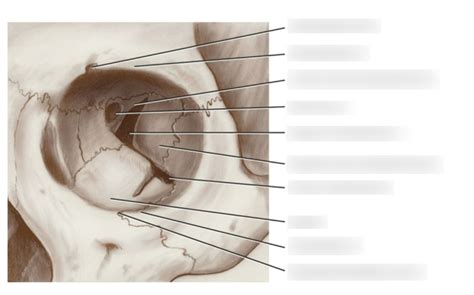 Ch 3 Orbit Left Side Diagram Quizlet