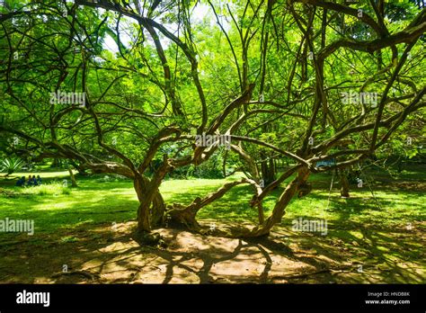 A Beautiful Tree With Long And Tiny Branches Photo Taken In Kebun Raya Bogor Indonesia Stock