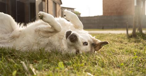 Внимание кърлежи ЧЕТИРИ ЛАПИ в България Организация за защита на животните