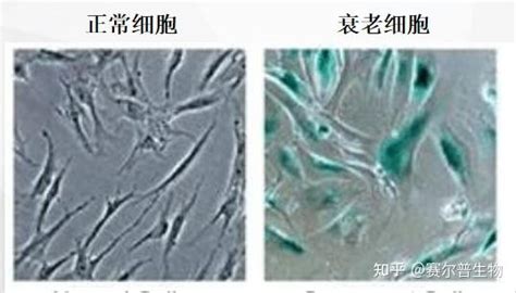 大盘点：6种细胞实验原理 实验方法描述（sci刚入门阶段适用） 知乎