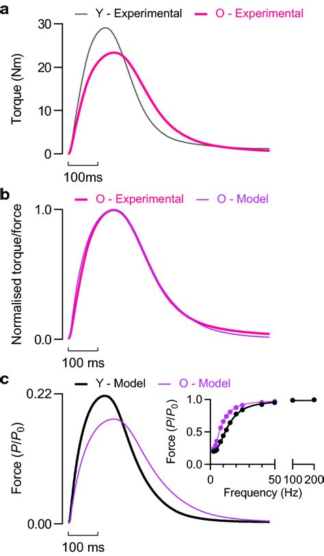 Model Optimization To Simulate Time Course And Relative Amplitude Of