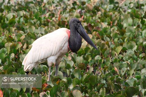Jabiru On The Lookout In A Swamp Pantanal Brazil Superstock