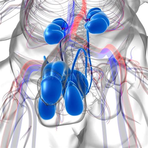 Male Reproductive System Anatomy For Medical Concept 3d Stock