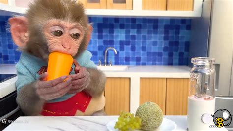 ویدئو کارتونی بچه میمون بازیگوش بازی و سرگرم و خوردن آبمیو بامزه فیلو